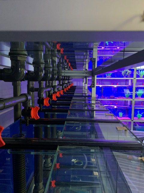 Shop Kits | Fish Display Systems | Clearseal